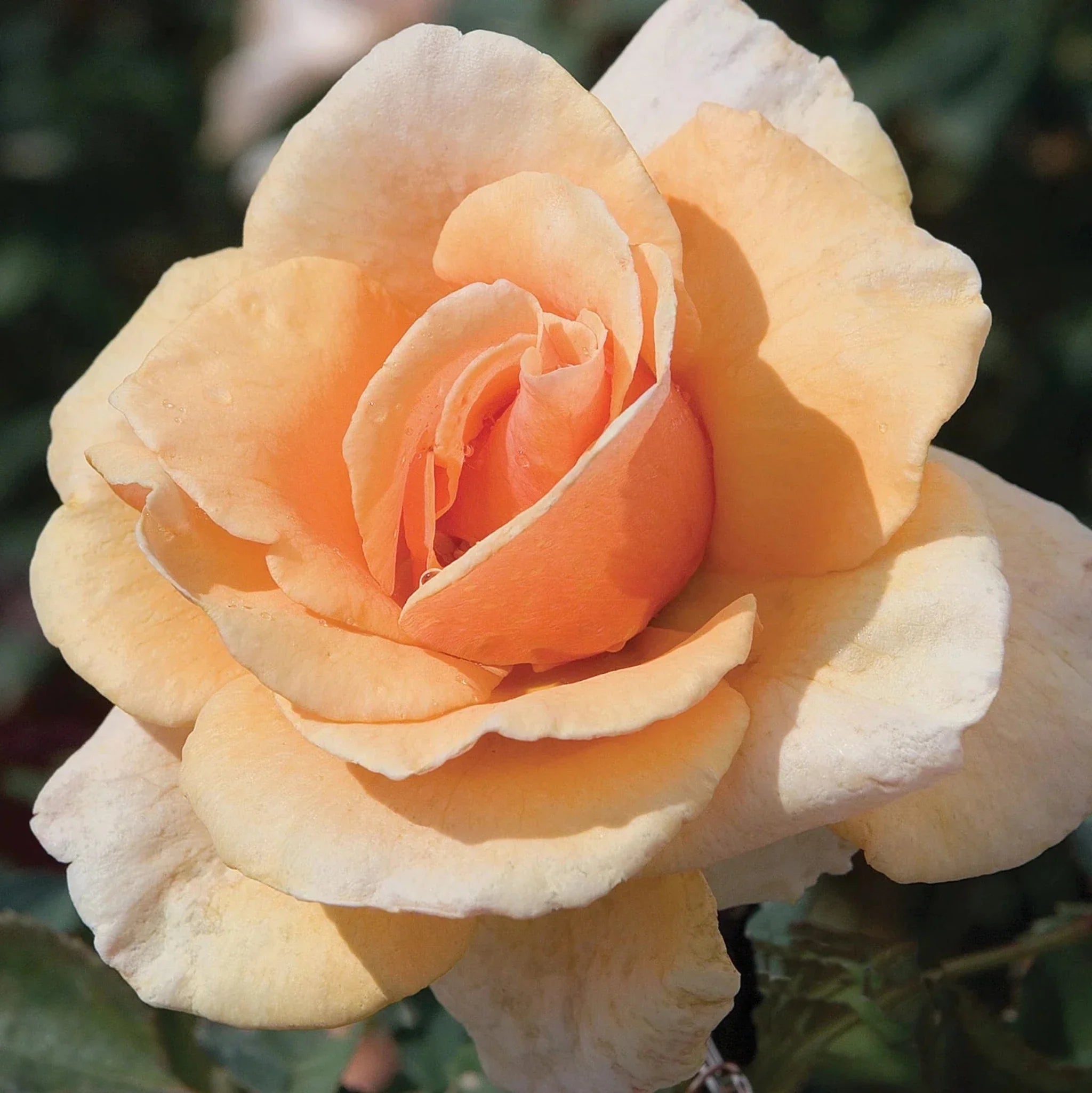 Brandy Rose – Cedar Nursery + Design