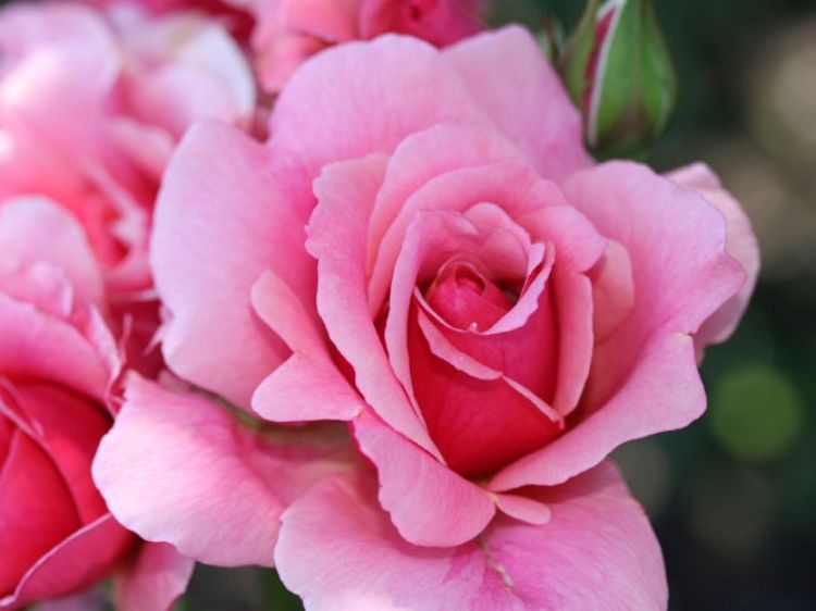 Duet rose (bare root) – Cedar Nursery + Design