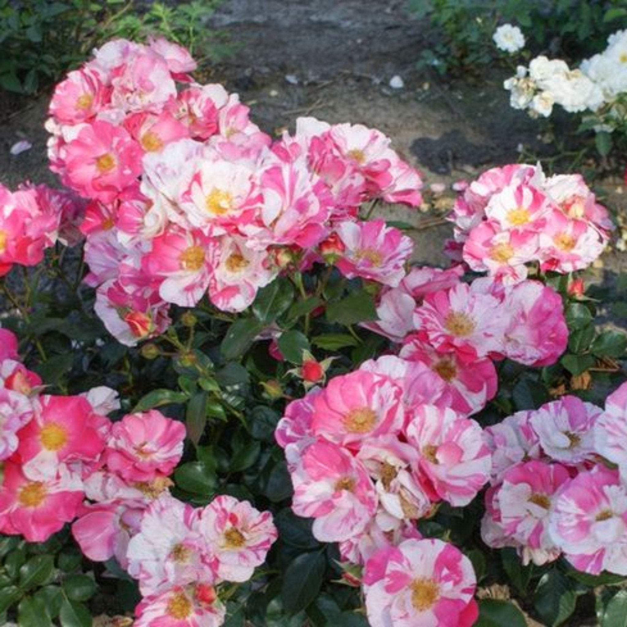 Mind Games Rose – Cedar Nursery + Design